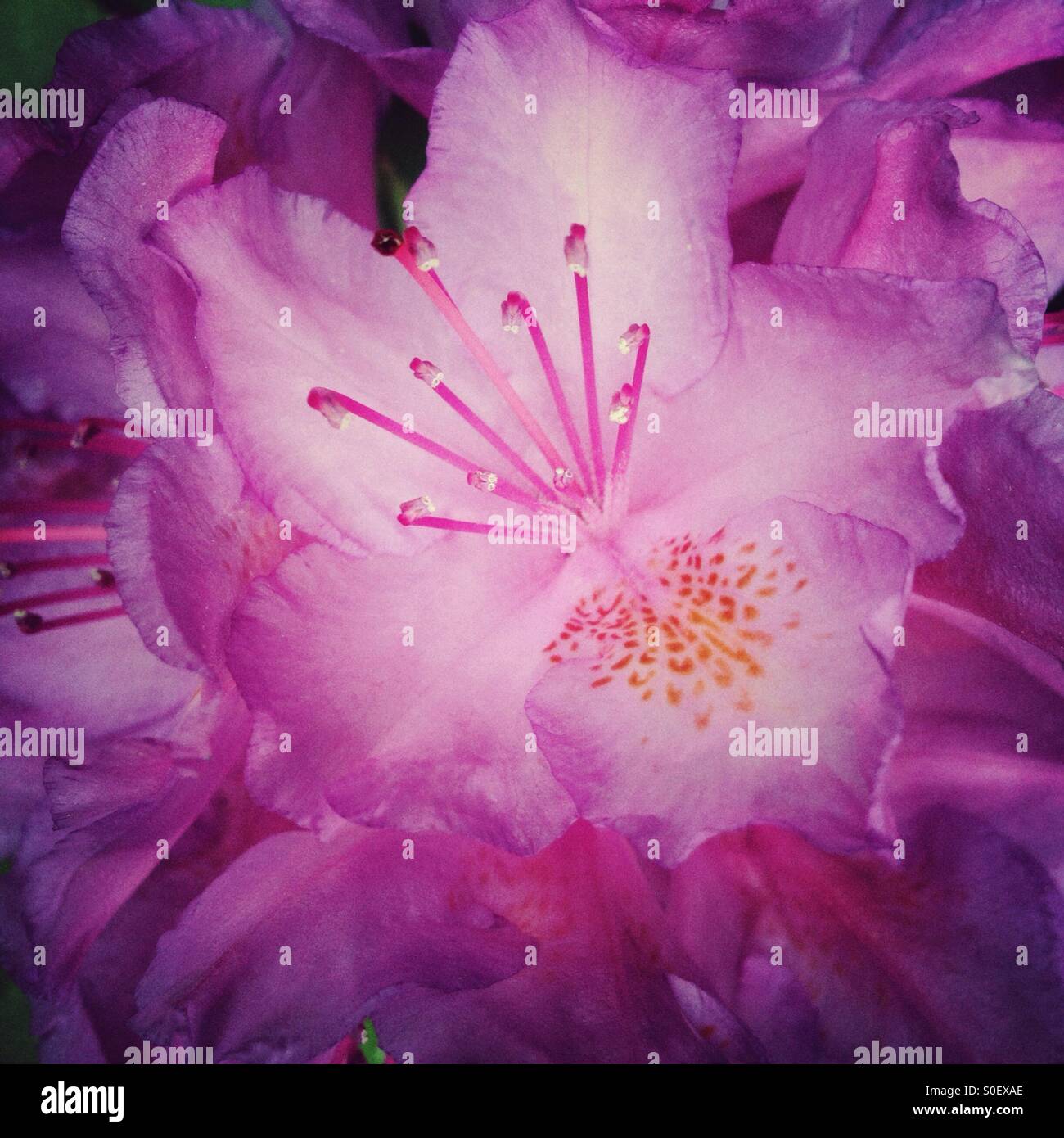 Close up pink rhododendron hi-res stock photography and images - Alamy