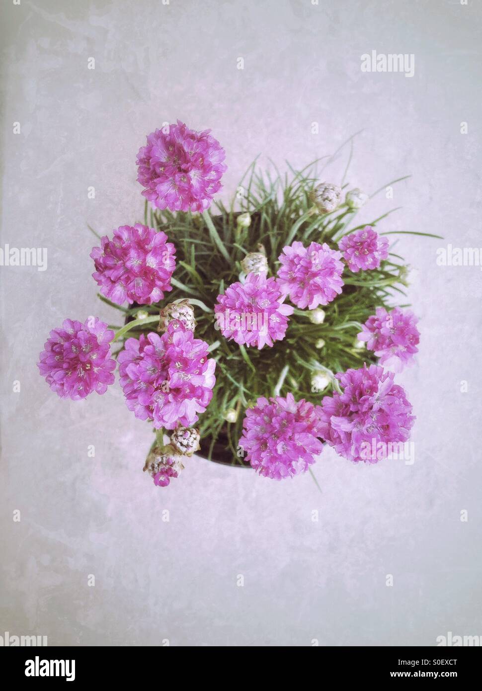 Pink Alpine Flowers High Resolution Stock Photography and Images - Alamy