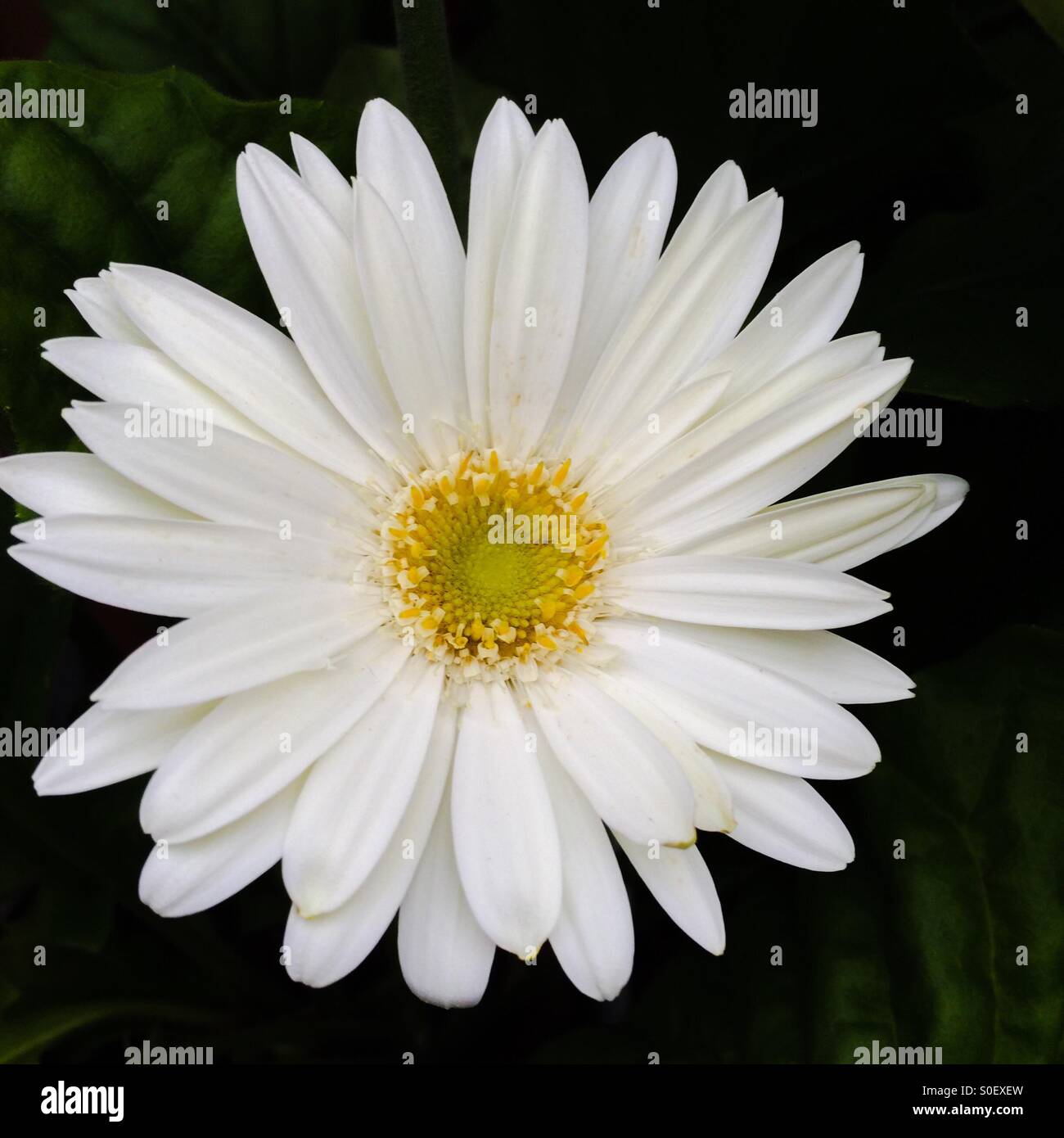 Tulip flower power hi-res stock photography and images - Alamy