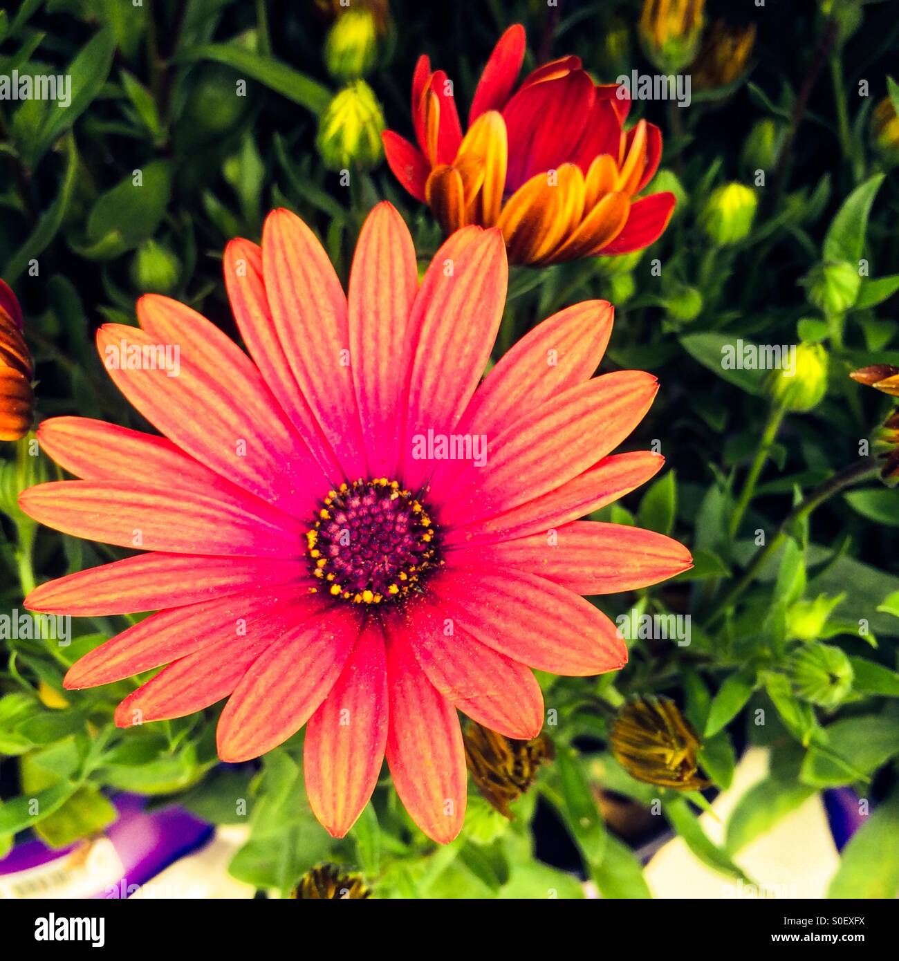 Perfect flower hi-res stock photography and images - Alamy