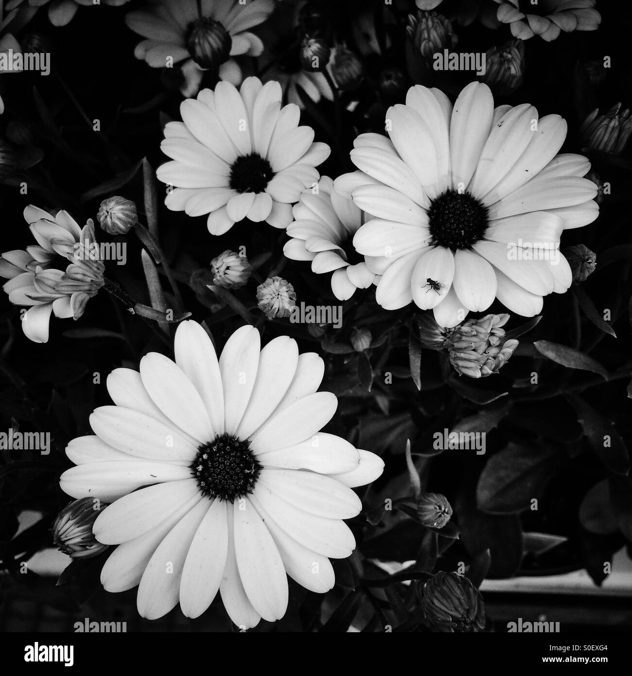 Black and white Stock Photo - Alamy