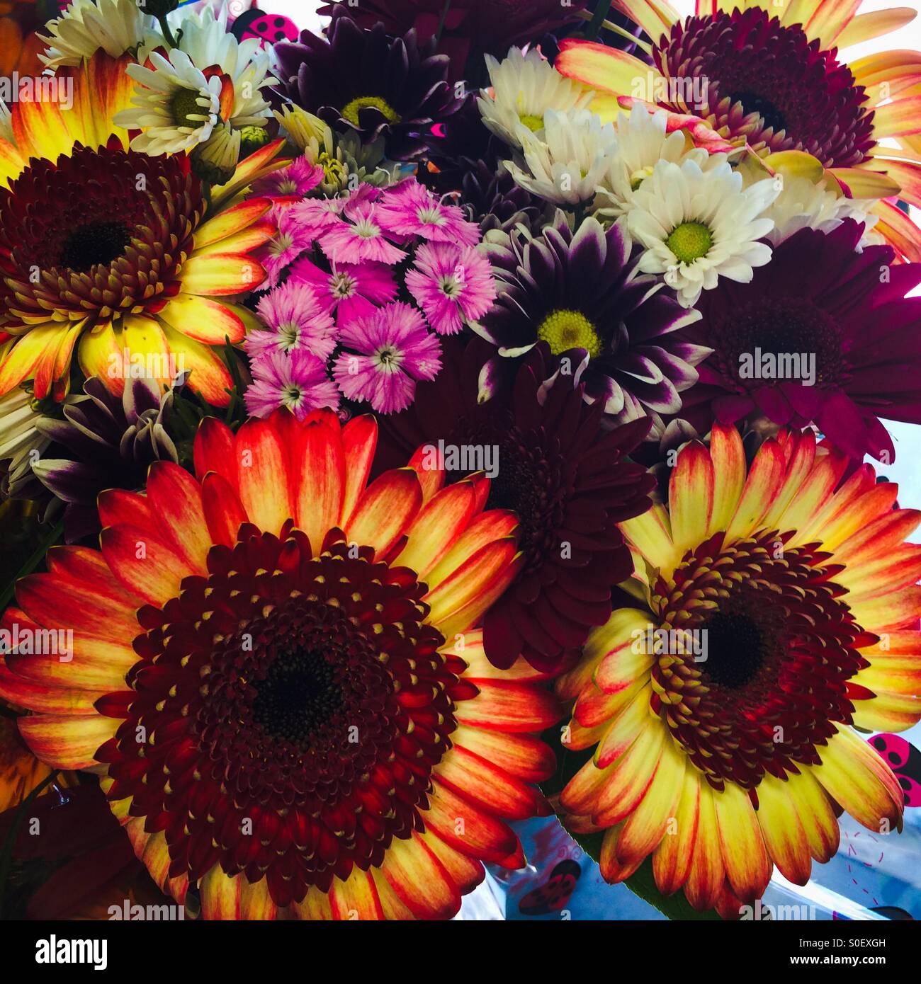 Pink summer haze hi-res stock photography and images - Alamy