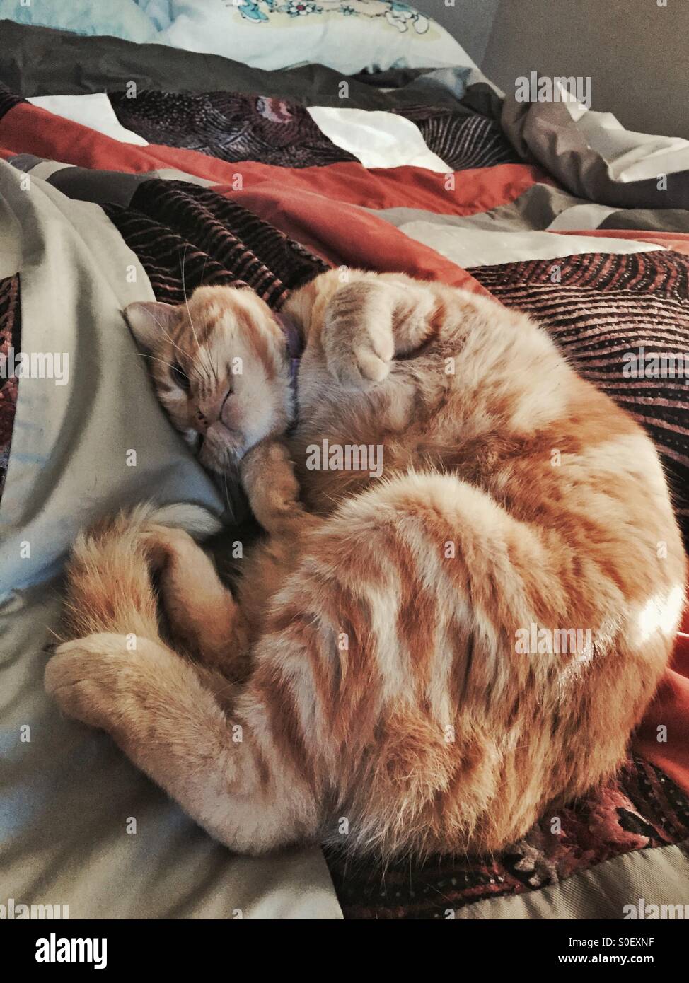 Cat sleep bed hi-res stock photography and images - Alamy