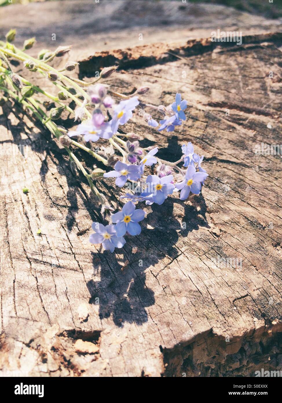 Flowers on a tree trunk Stock Photo - Alamy