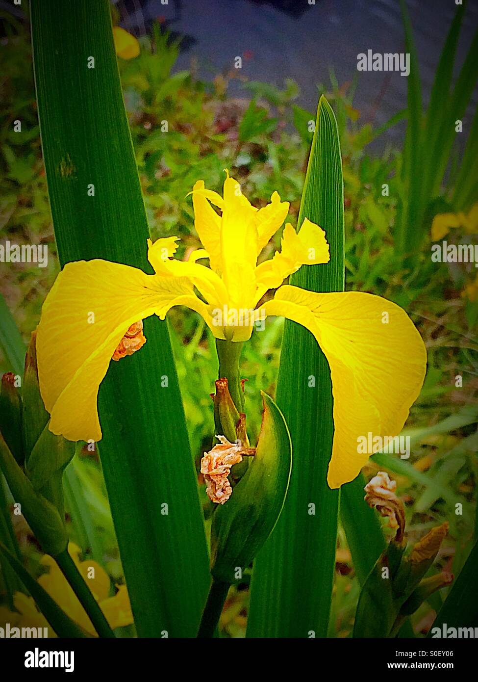 Yellow middle flower hi-res stock photography and images - Alamy