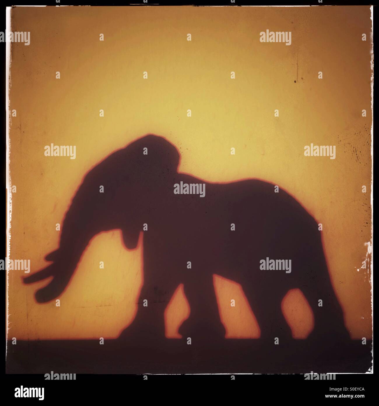 Elephant shadow hi-res stock photography and images - Alamy