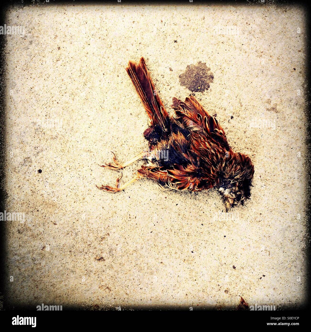 Small dead bird Stock Photo - Alamy