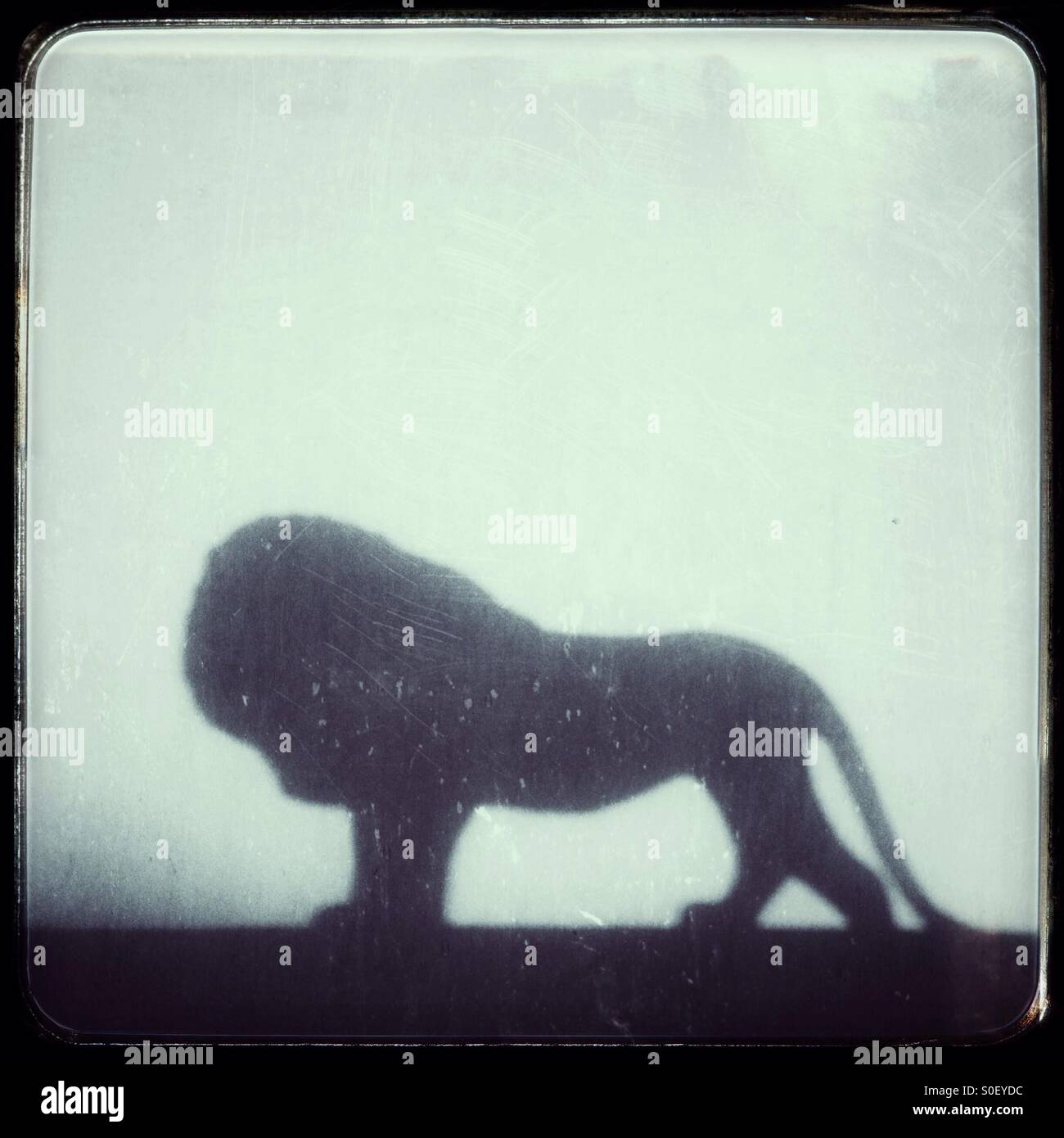 Shadow of a Toy Lion Stock Photo - Alamy