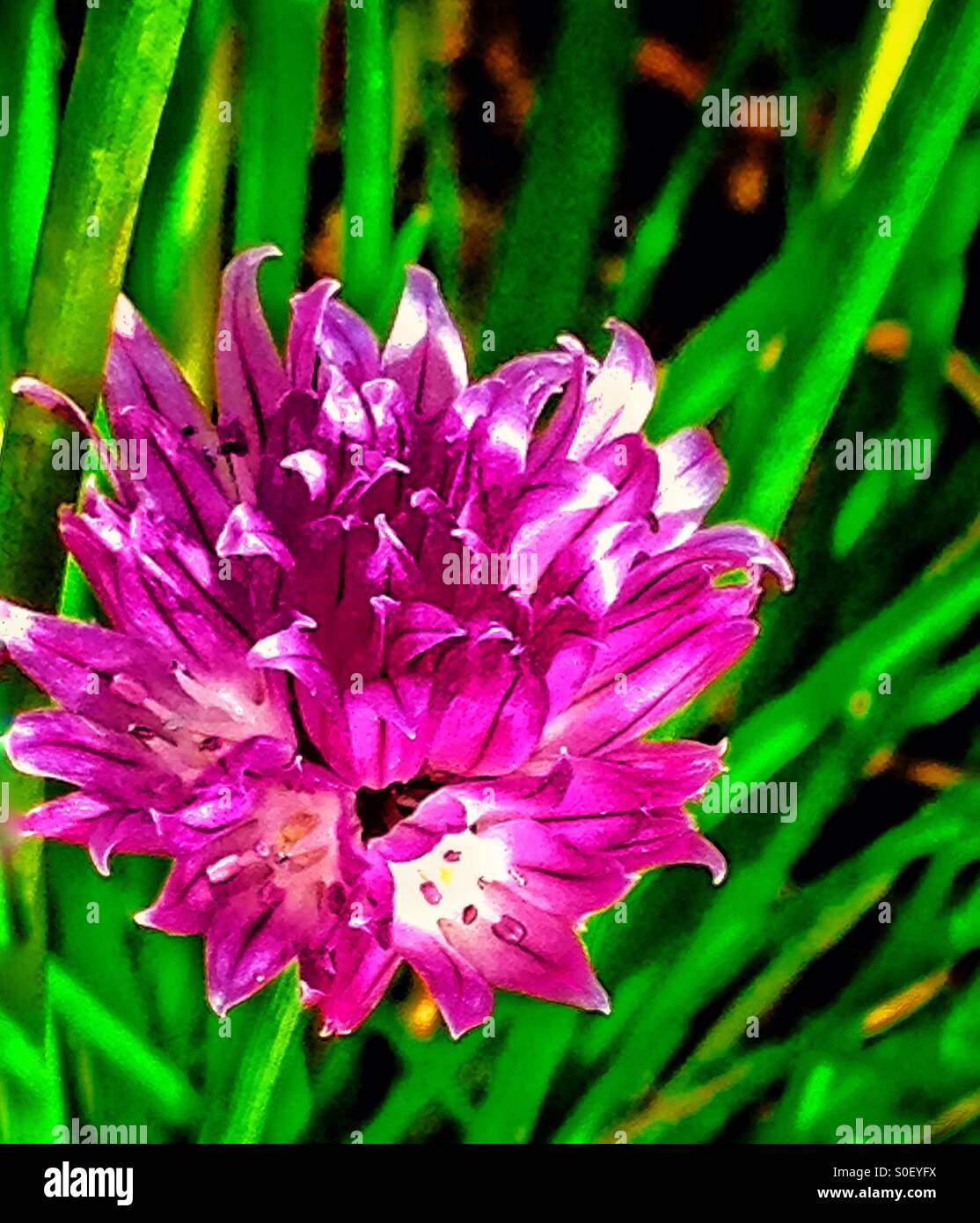 Pink chive flower hi-res stock photography and images - Alamy