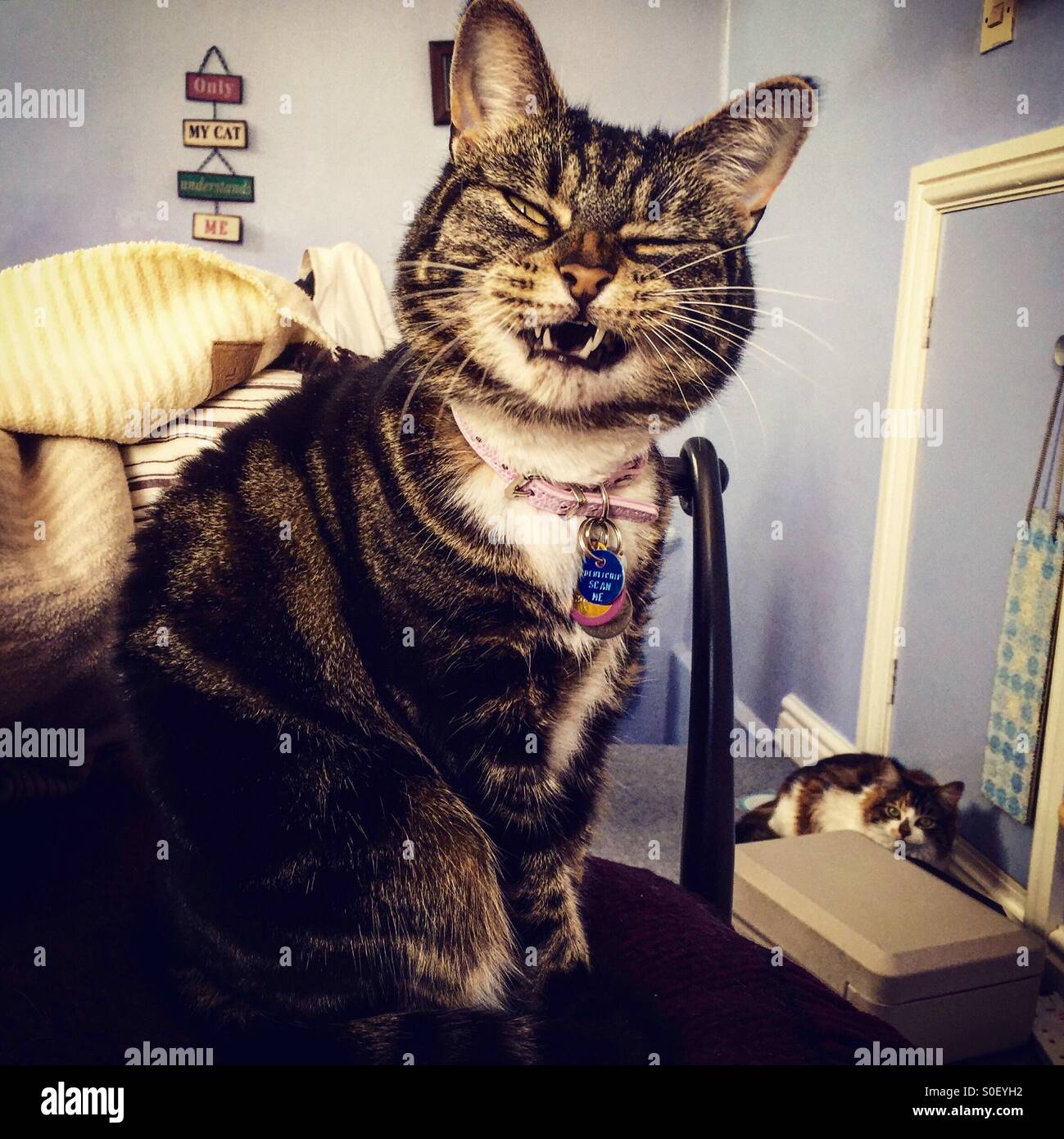 Cat just finishing a yawn Stock Photo - Alamy