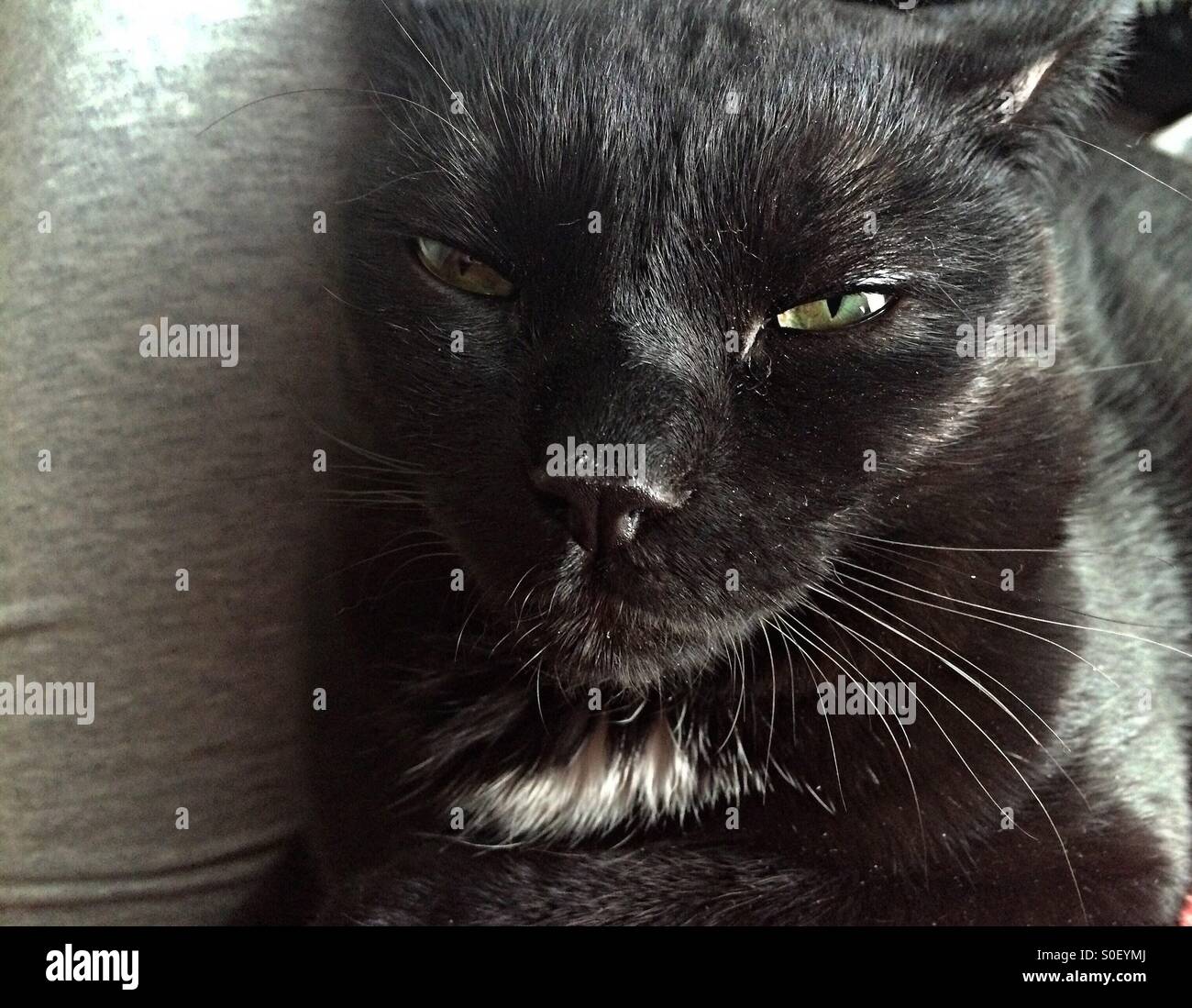 Bandit cat hi-res stock photography and images - Alamy