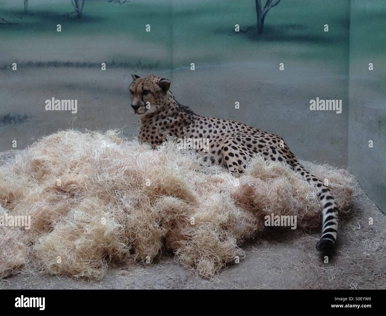 Leopard zoo hi-res stock photography and images - Alamy
