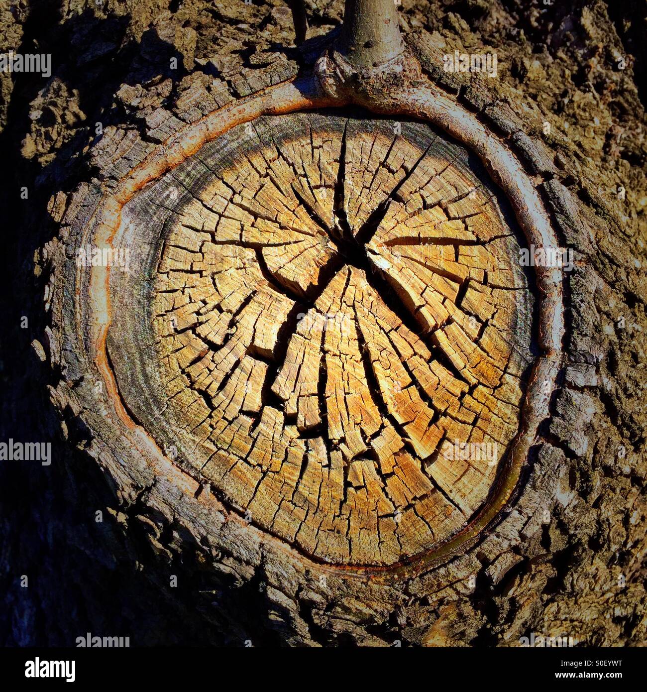 A tree branch stump with interesting texture Stock Photo - Alamy