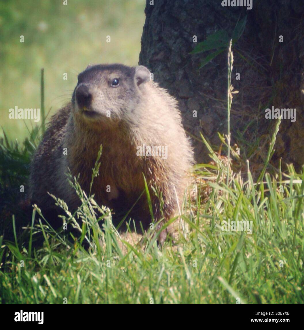 Ground hog animal hi-res stock photography and images - Alamy