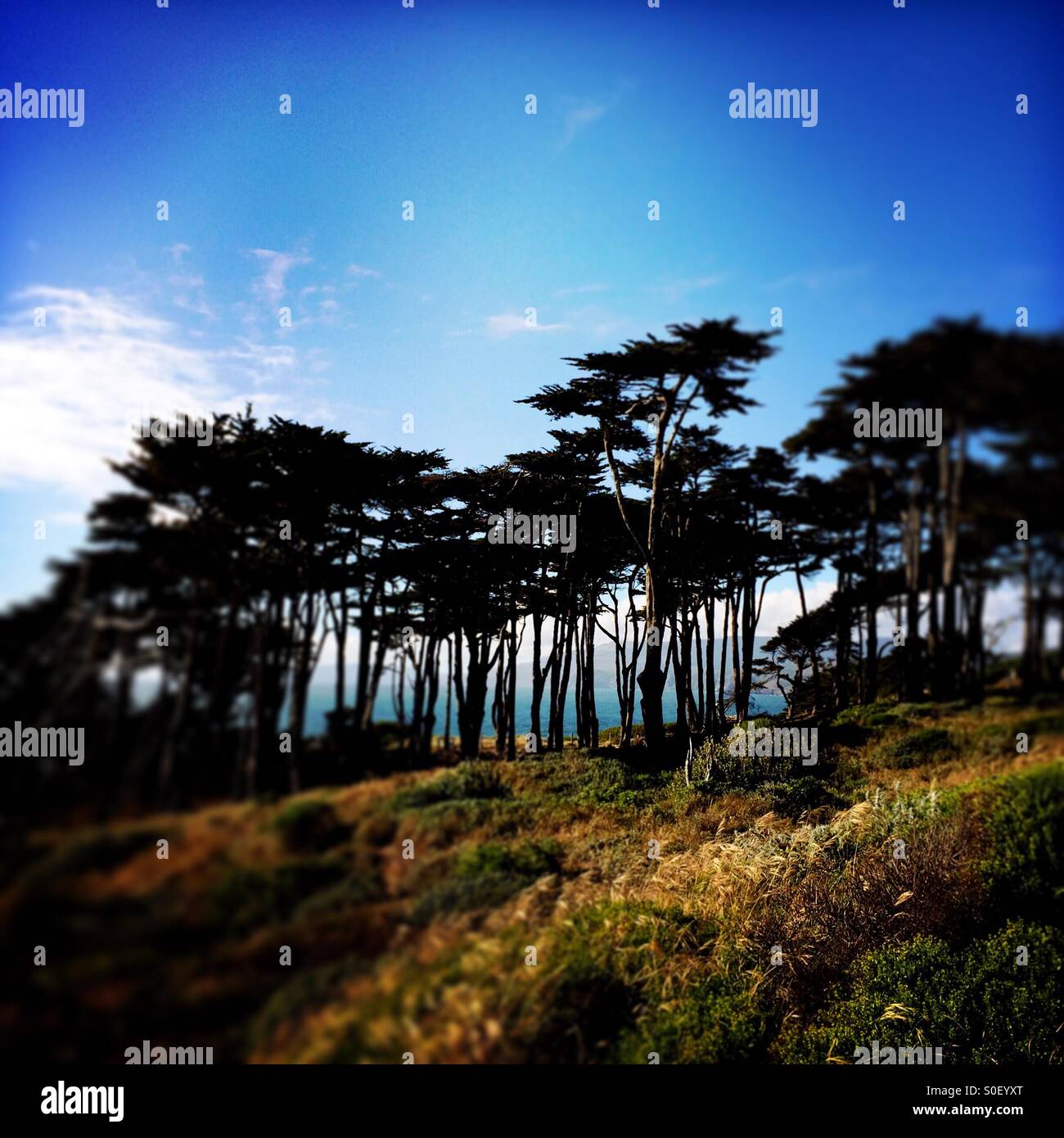 Cypress trees at Lands End. San Francisco, California, USA Stock Photo ...