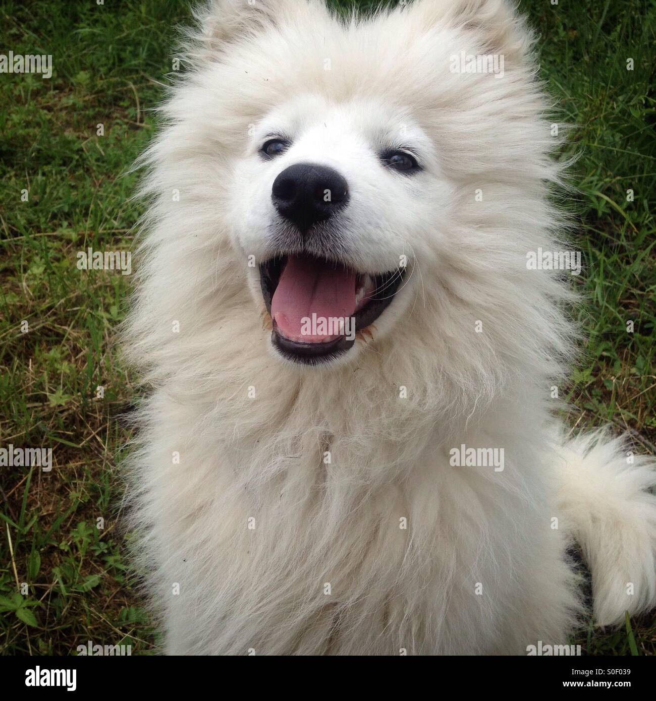 Happy Samoyed, Samoyed , dog Stock Photo - Alamy
