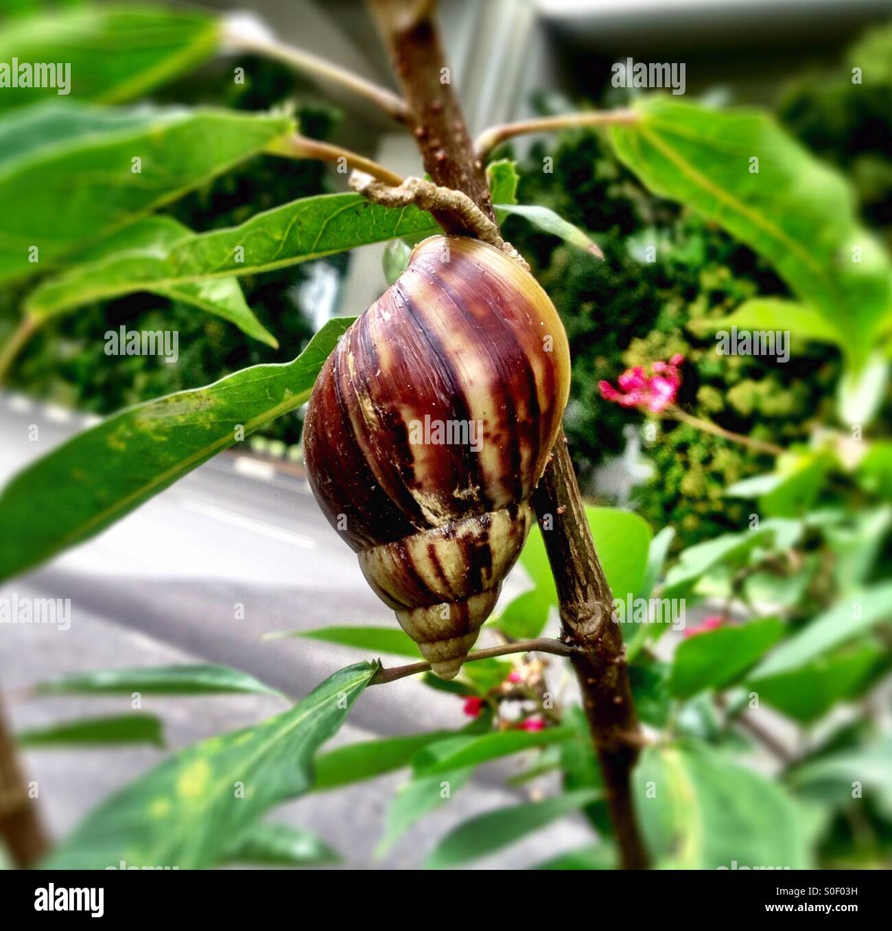 Persistence hi-res stock photography and images - Alamy