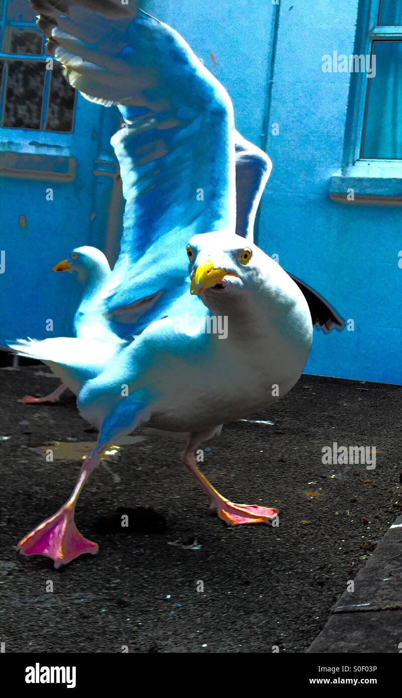 Funky dancing bird on a hot tin roof Stock Photo - Alamy