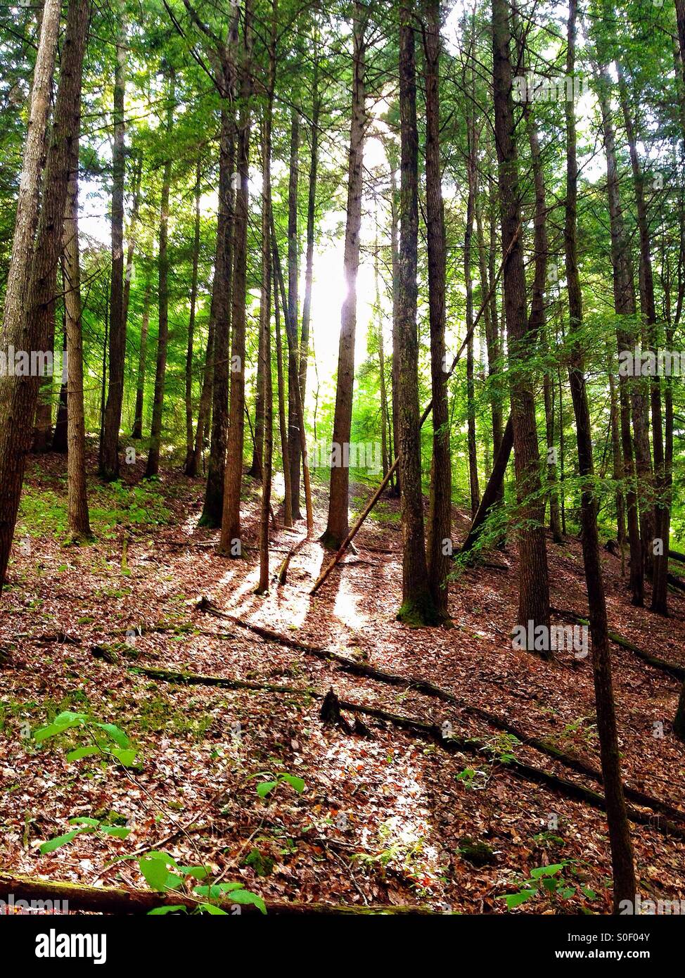 Backwoods of Tennessee Stock Photo - Alamy