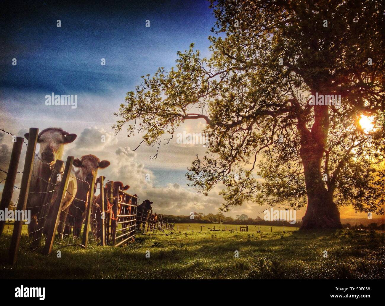 Cows and tree at sunrise Stock Photo - Alamy