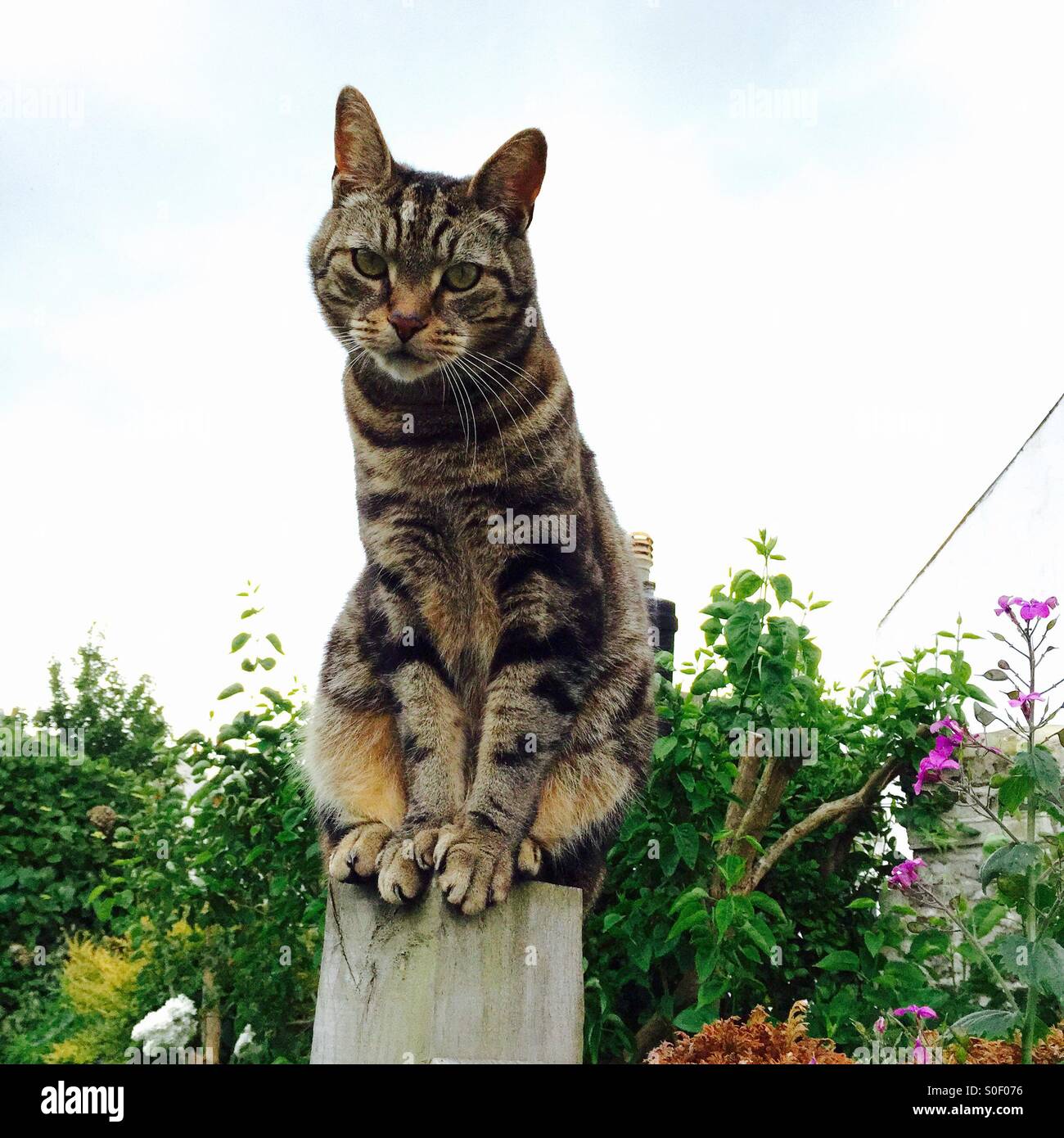 Tabby cat perched on a garden post Stock Photo - Alamy