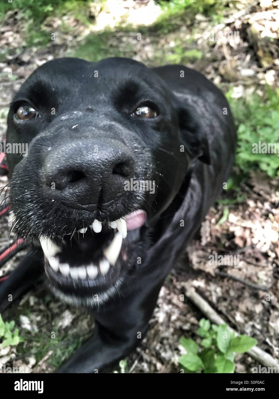 Dog making a face Stock Photo - Alamy