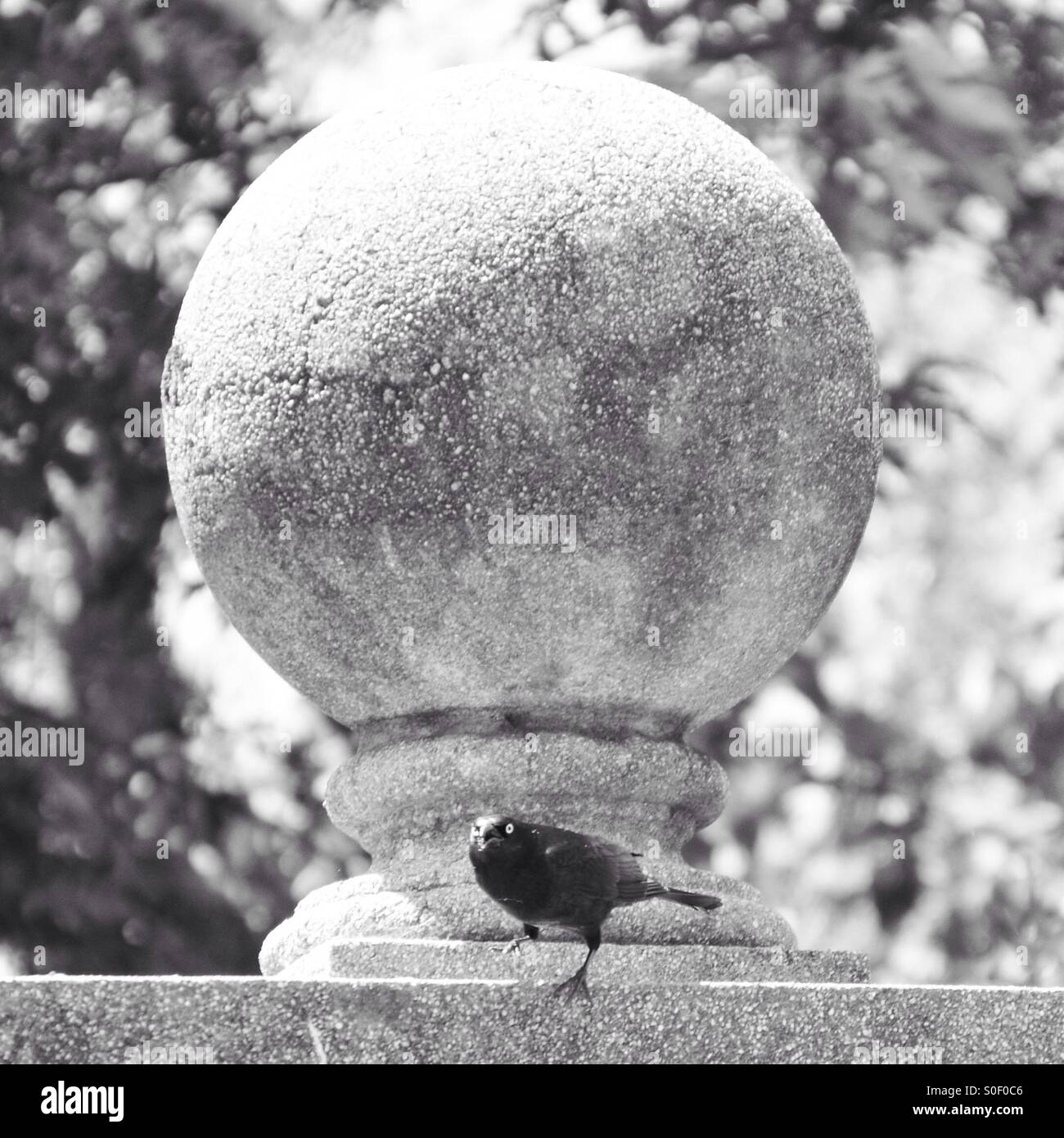 Crow look bird hi-res stock photography and images - Alamy