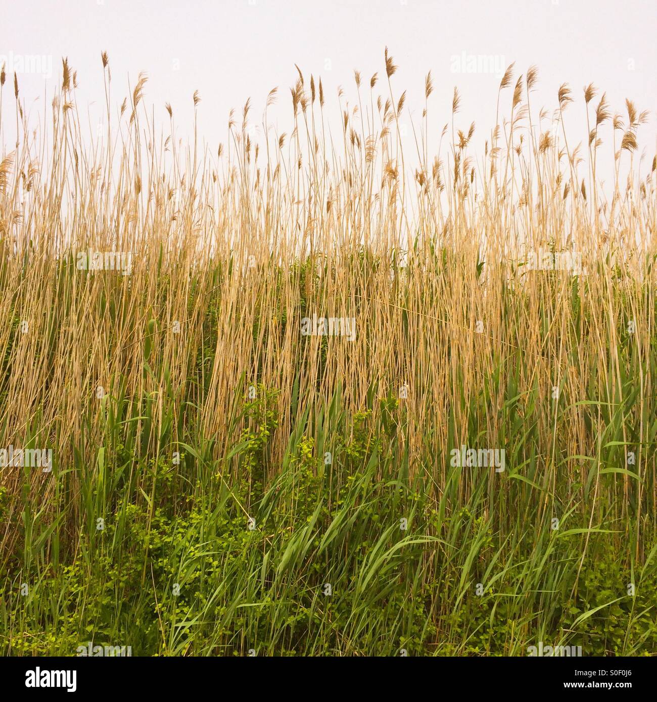 Corn grass weeds hi-res stock photography and images - Alamy