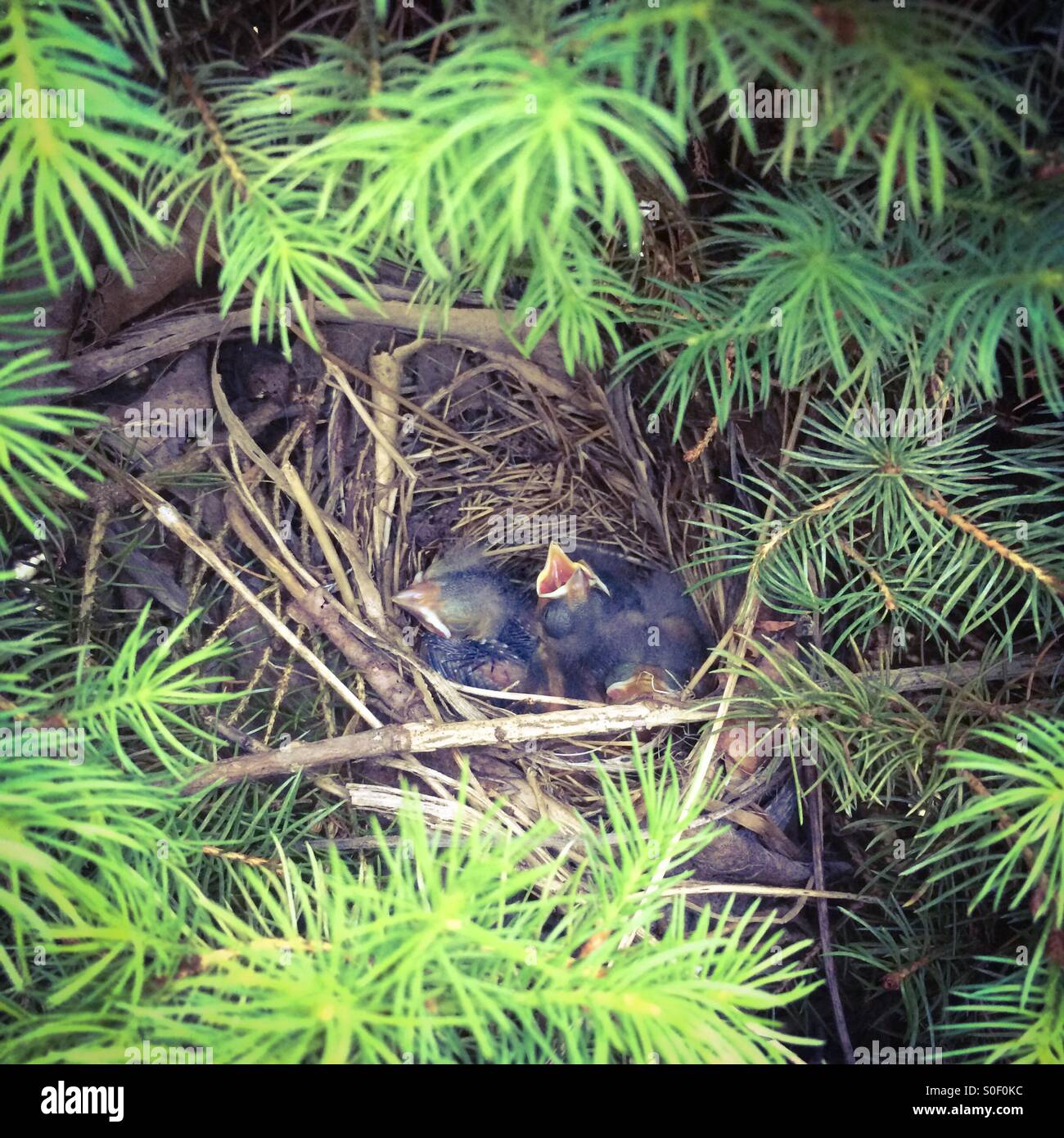 Precious birds hi-res stock photography and images - Alamy