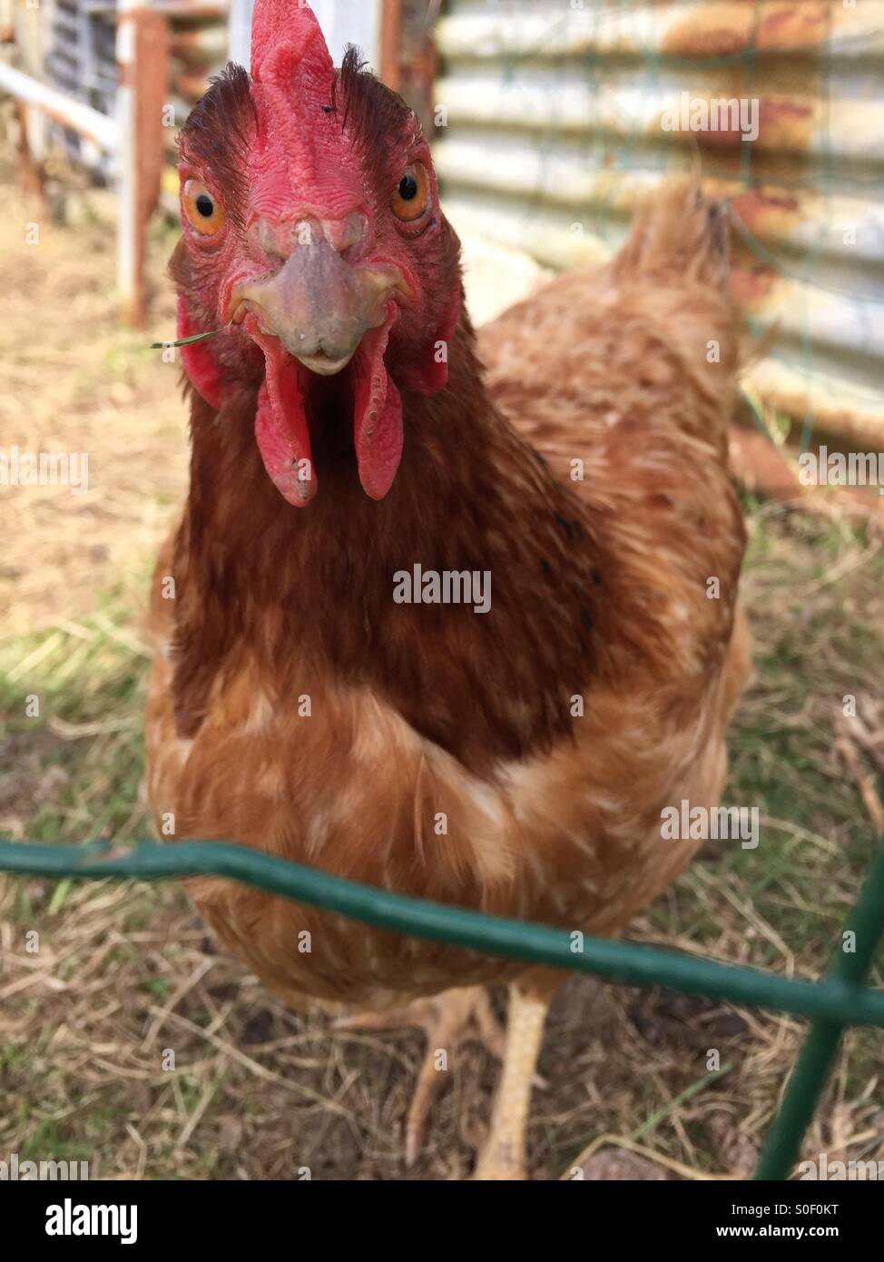 Expressive hen hi-res stock photography and images - Alamy