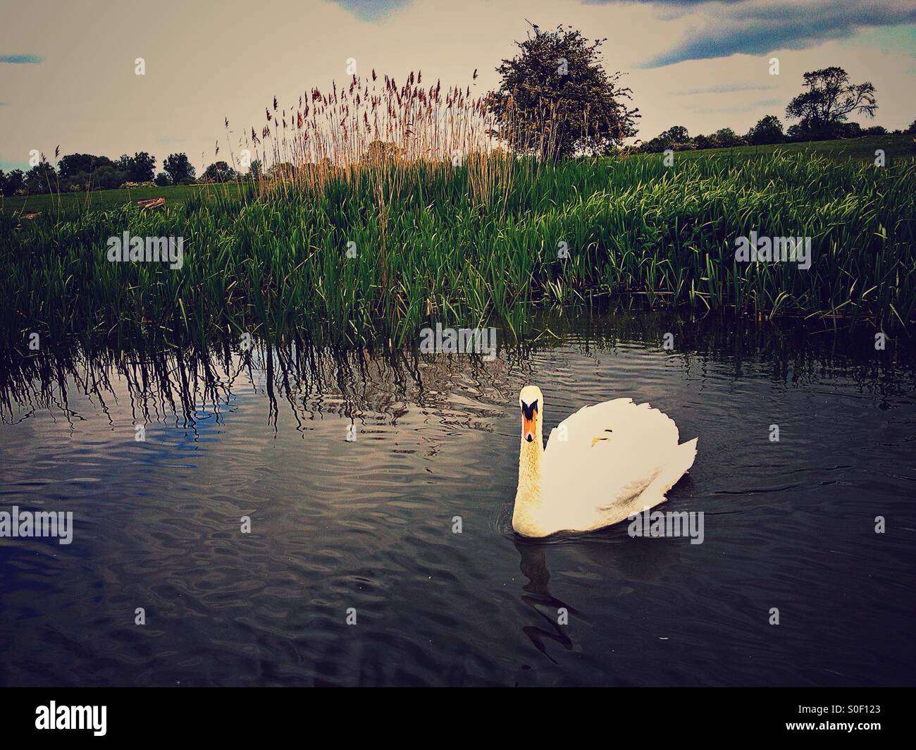 Swan river water hi-res stock photography and images - Alamy