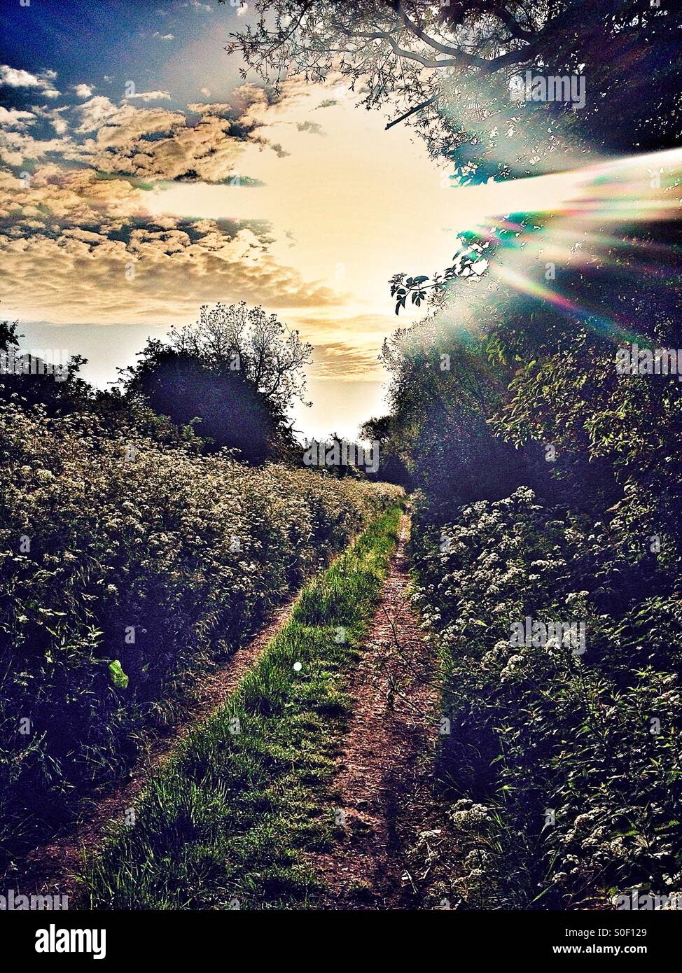 Hedge lined path with suns rays streaming in background Stock Photo - Alamy