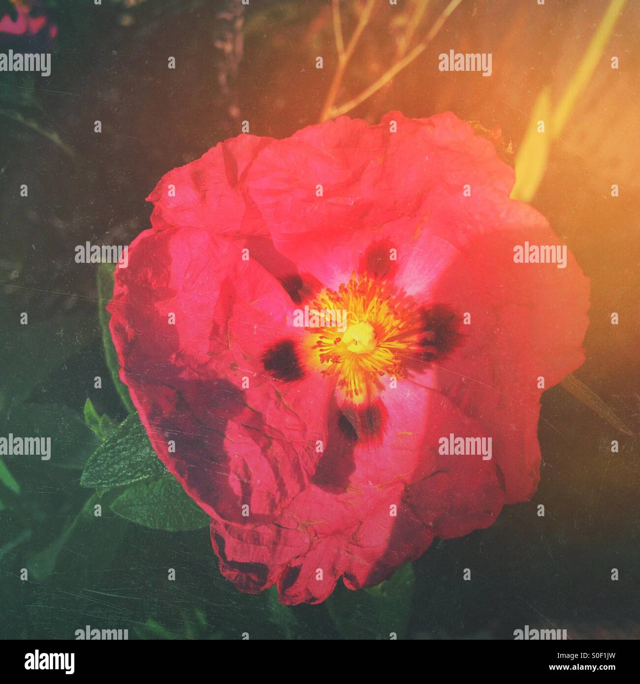 Poppy burning hi-res stock photography and images - Alamy