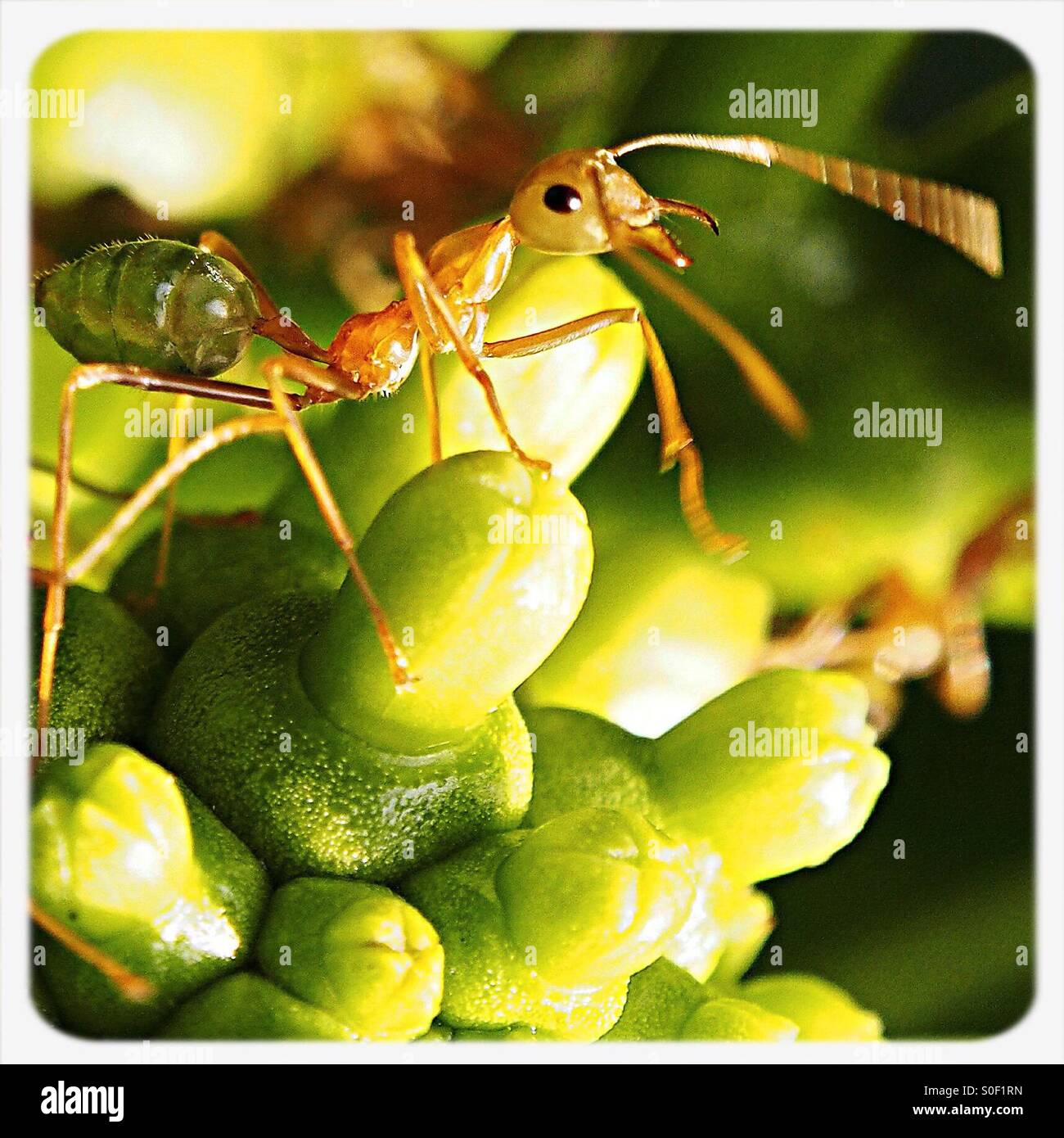 Ants world hi-res stock photography and images - Alamy