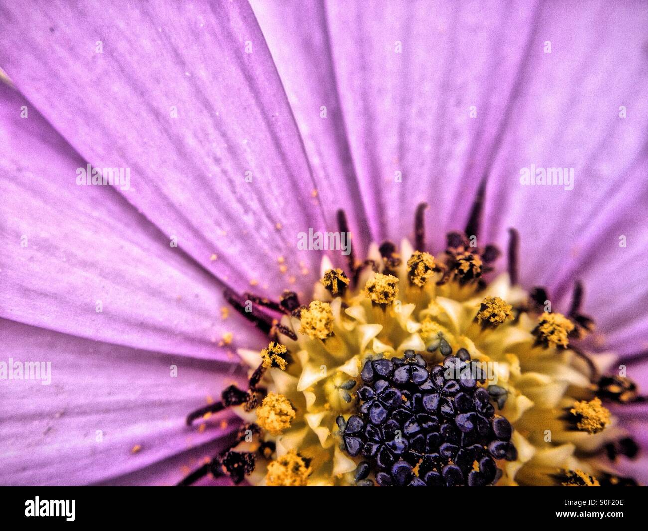 Cape daisy flower Stock Photo - Alamy