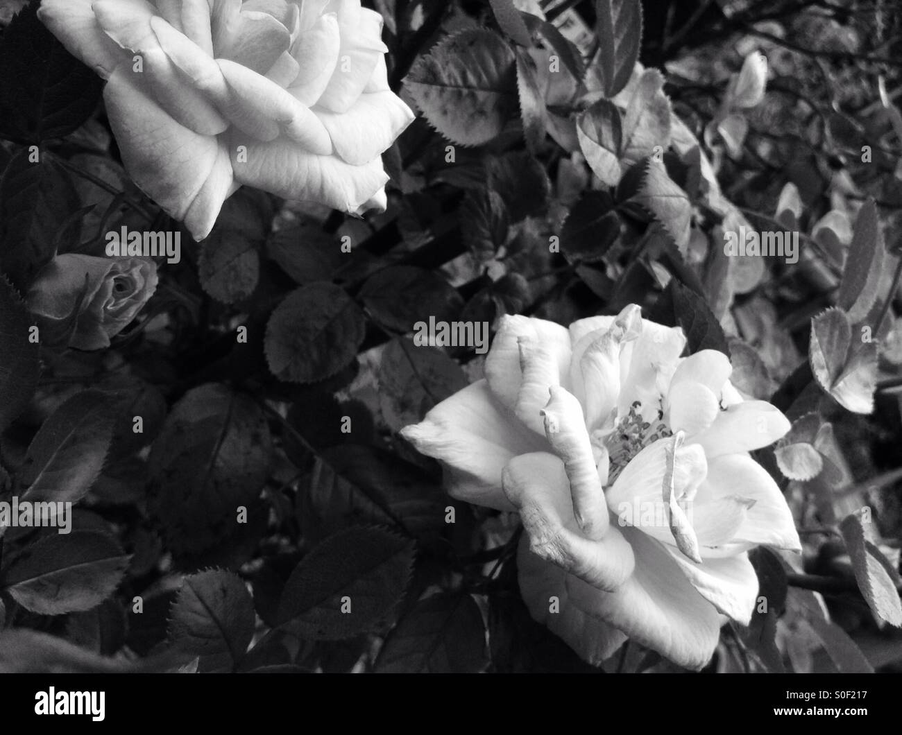 Mono rose hi-res stock photography and images - Alamy