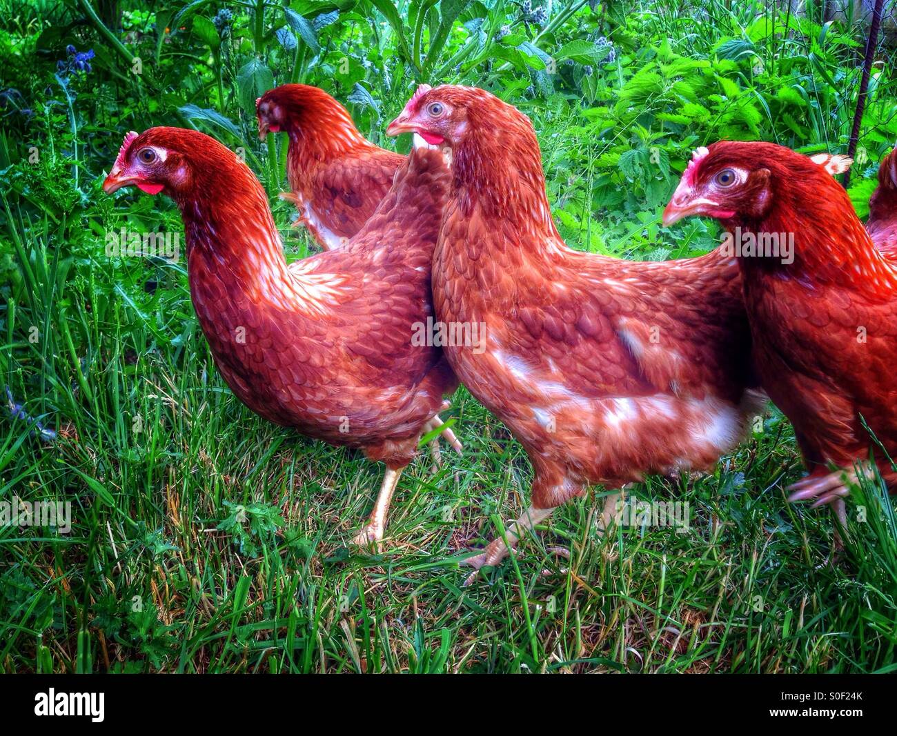 Lohmann chicken hi-res stock photography and images - Alamy