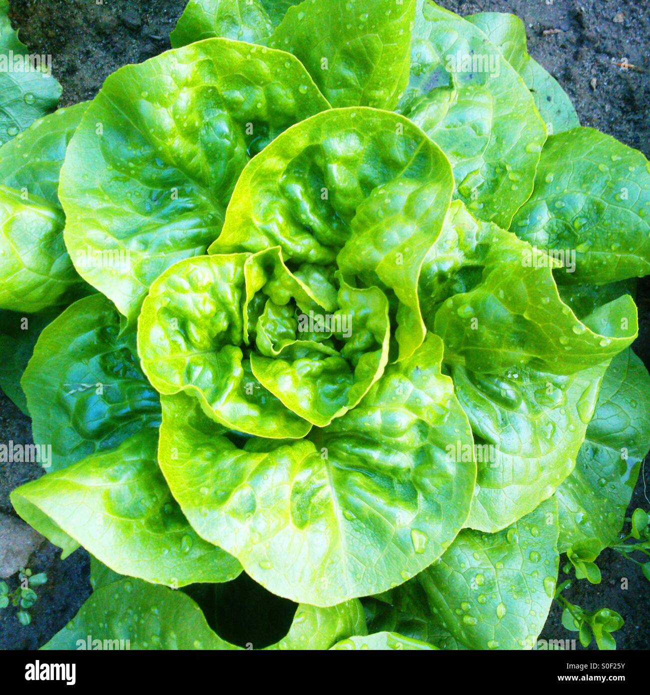 Bibb lettuce hi-res stock photography and images - Alamy