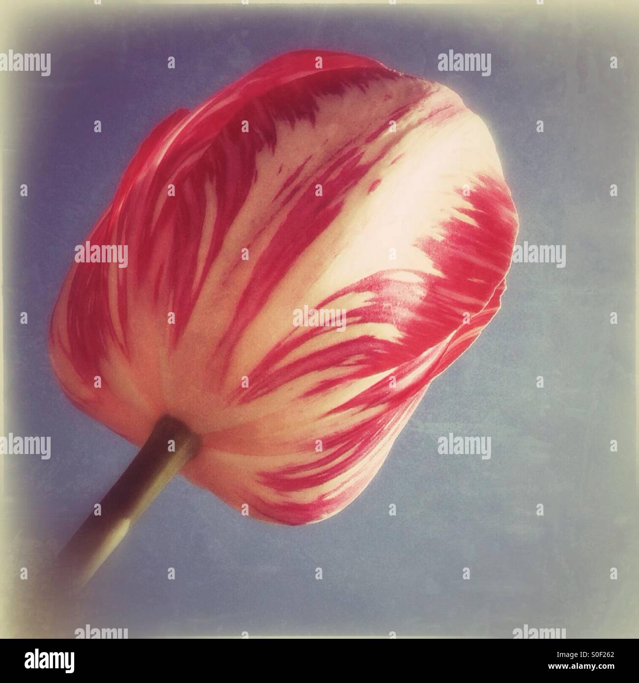 Raspberry-ripple coloured tulip against a blue sky, with texture and ...