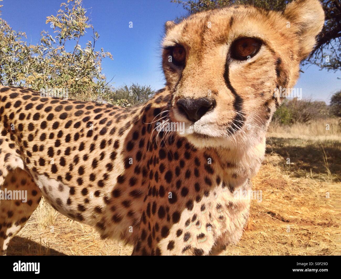 Cheetah Close Up Stock Photo - Alamy