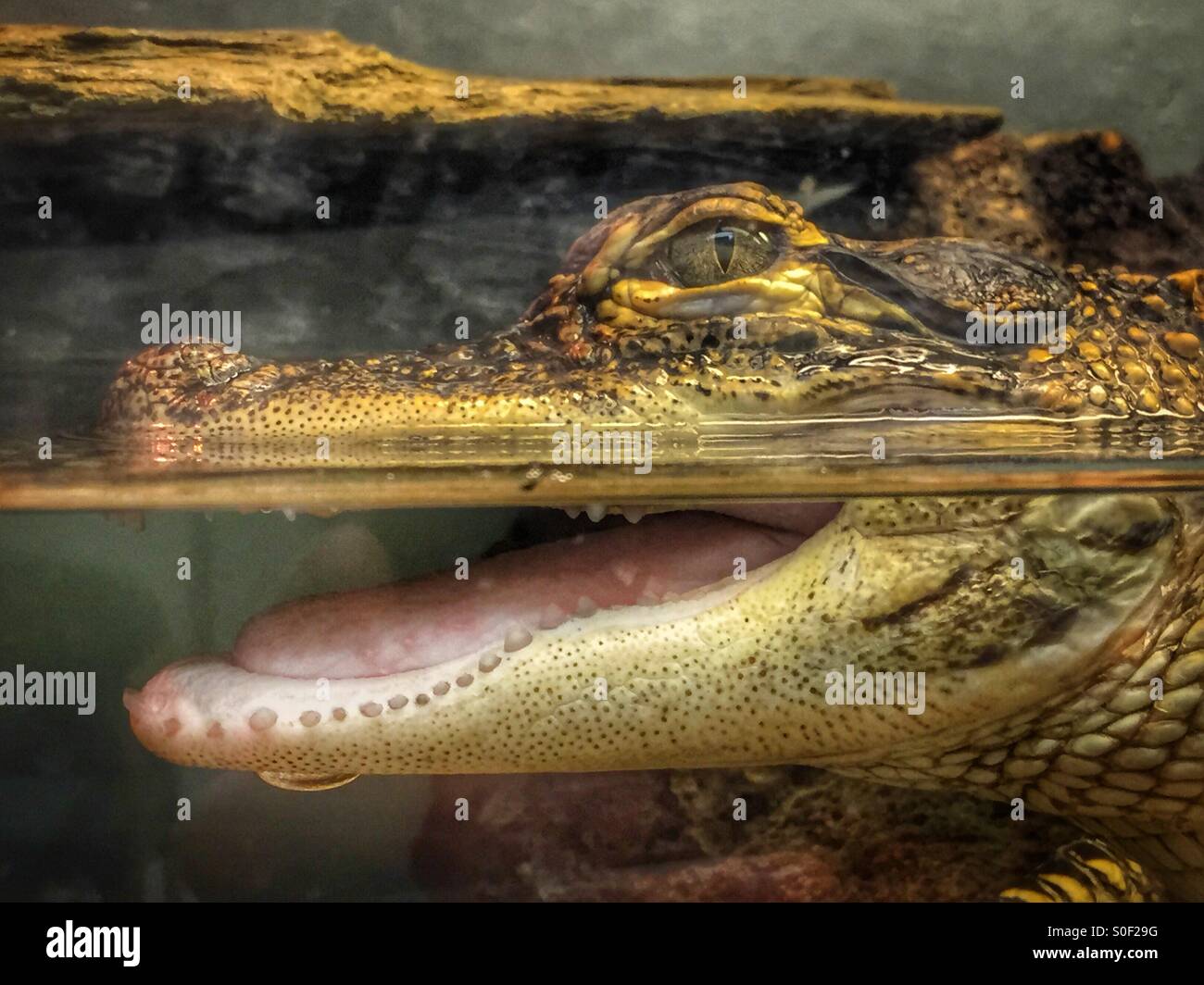Baby Gator High Resolution Stock Photography and Images - Alamy