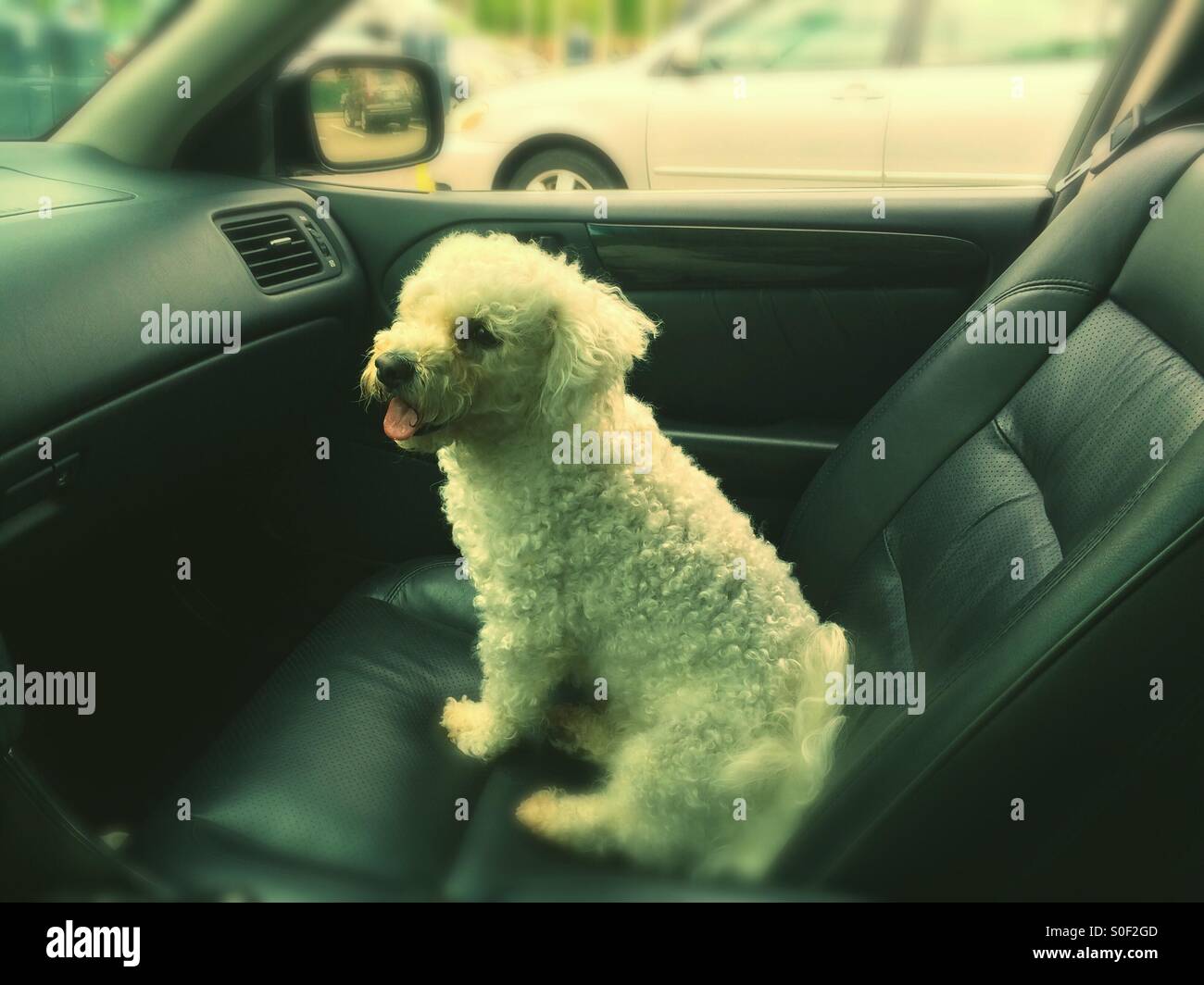 Miniature poodle sitting in car seat Stock Photo - Alamy