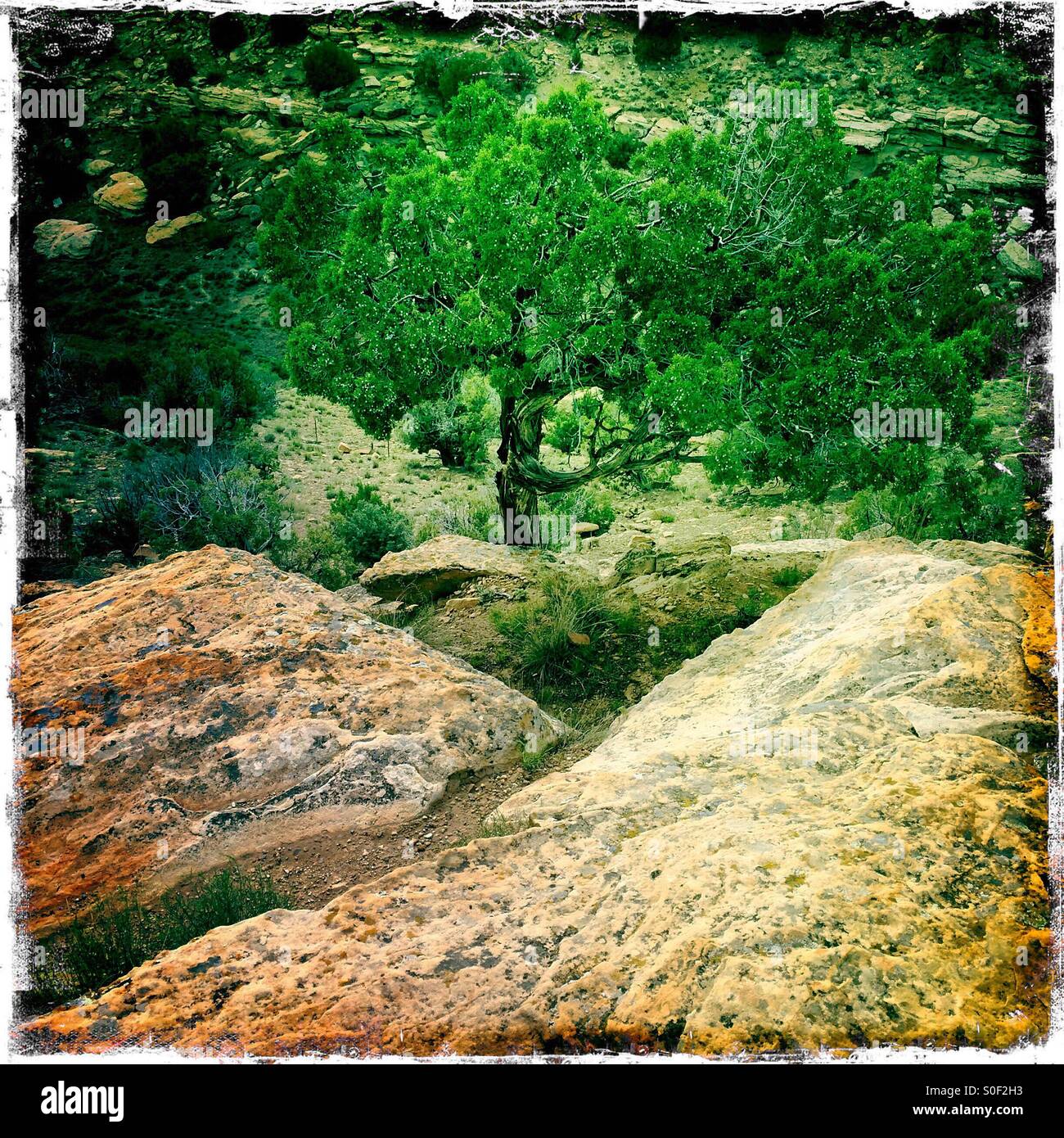 Solitary green tree hi-res stock photography and images - Alamy