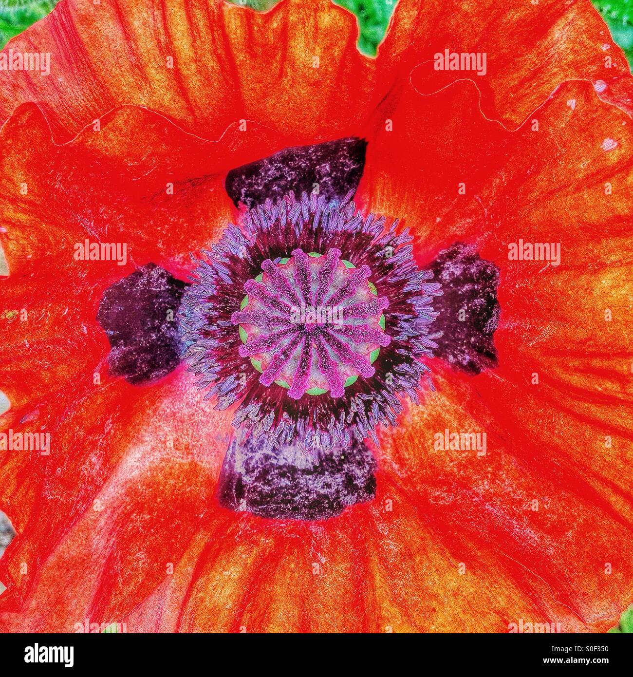 Poppy close up Stock Photo - Alamy