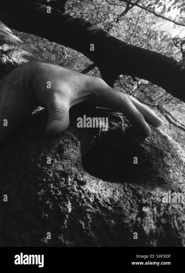 Hand and tree Stock Photo - Alamy
