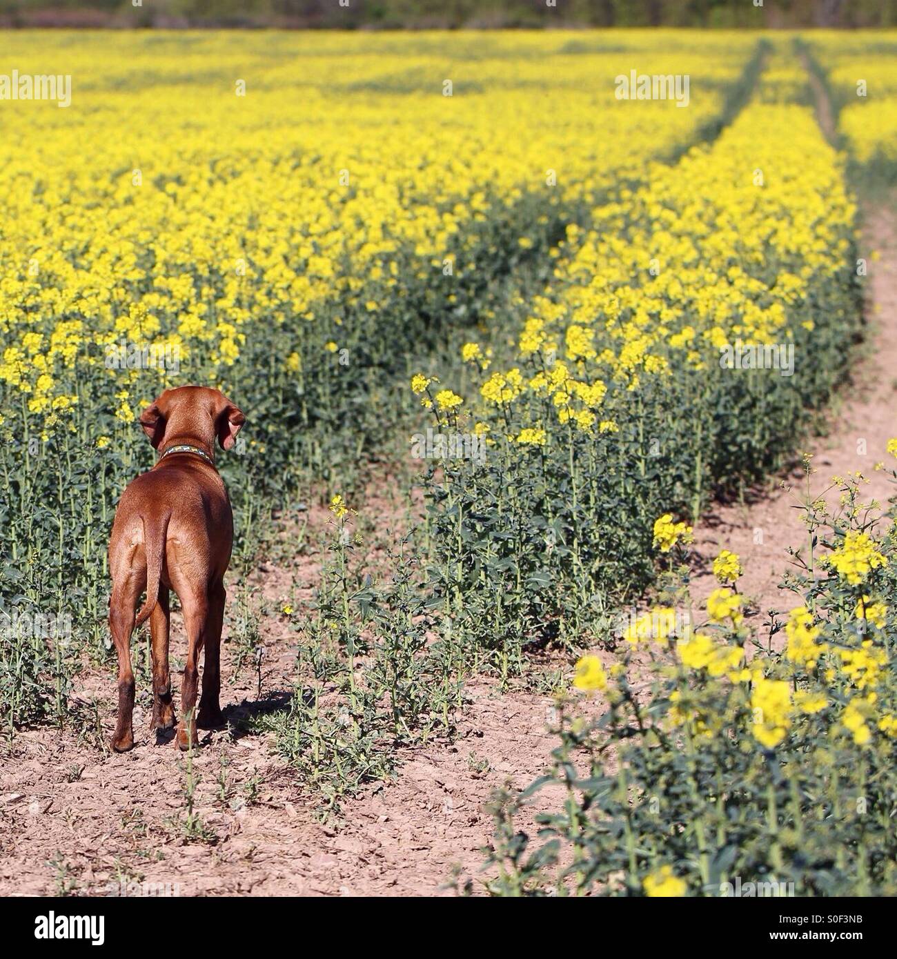 Dog in field Stock Photo - Alamy