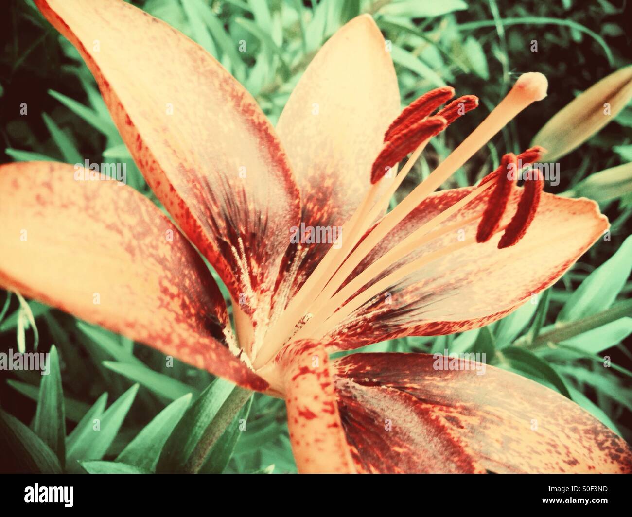 Tiger lilly hi-res stock photography and images - Alamy