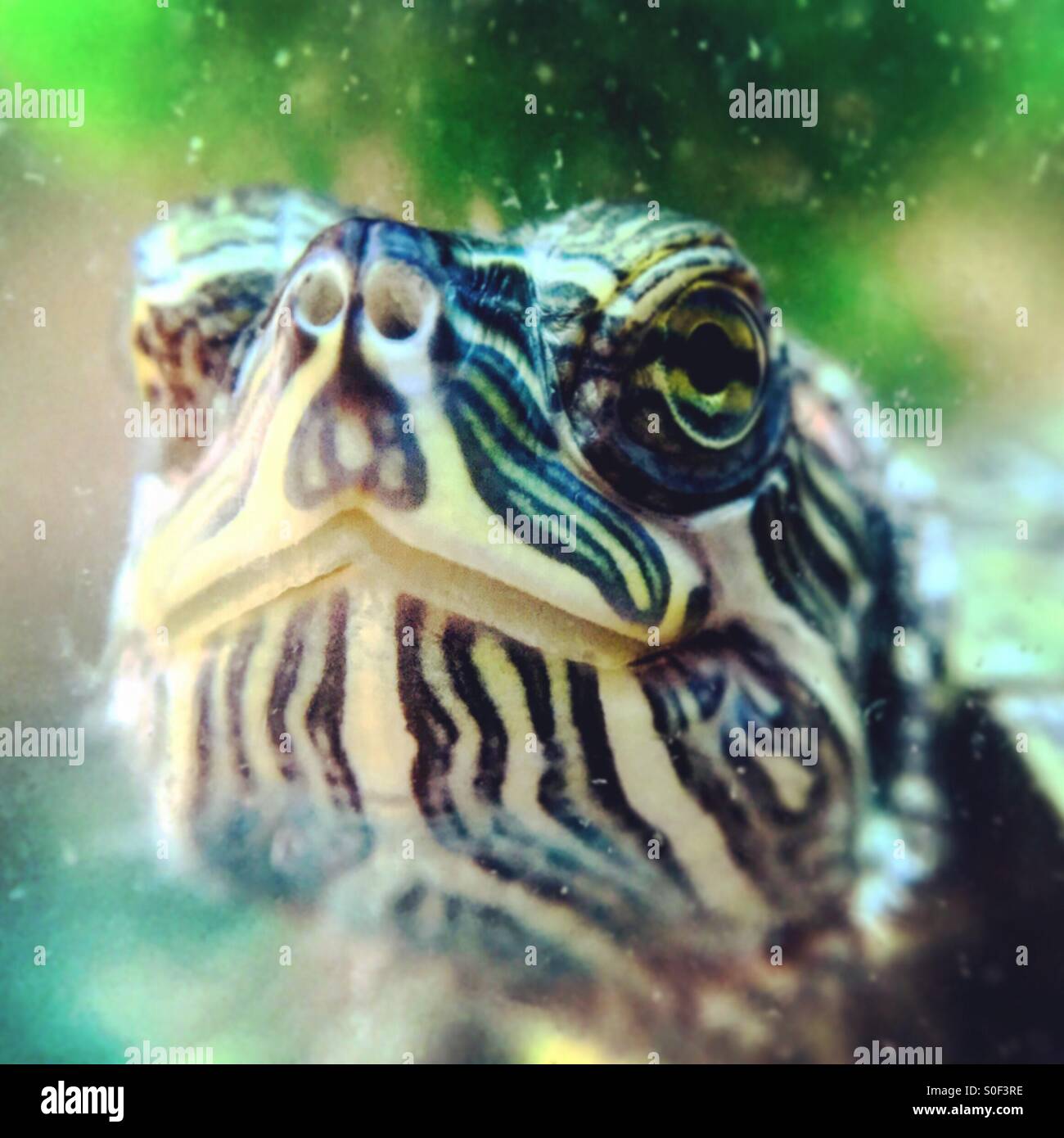 Slider turtle hi-res stock photography and images - Alamy
