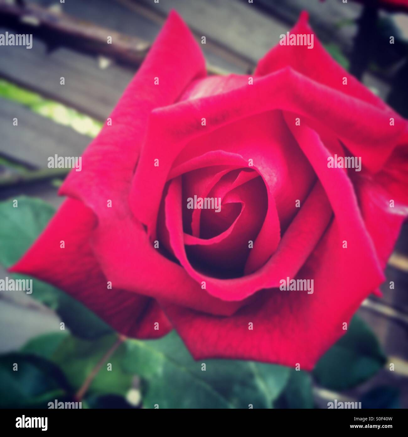 Climbing red rose hi-res stock photography and images - Alamy