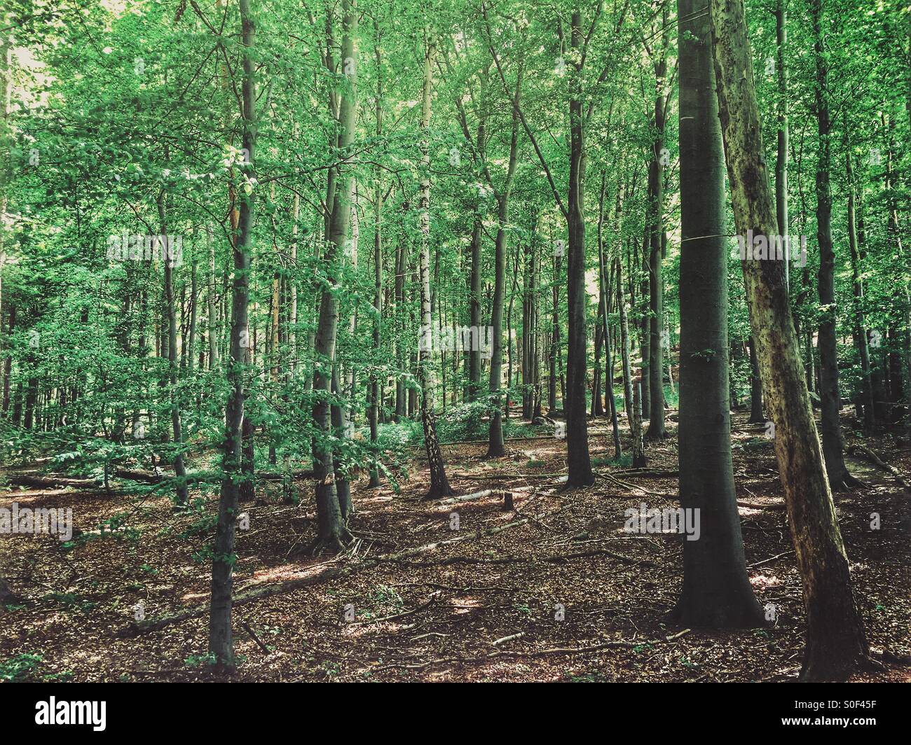 Forest in Germany Stock Photo - Alamy